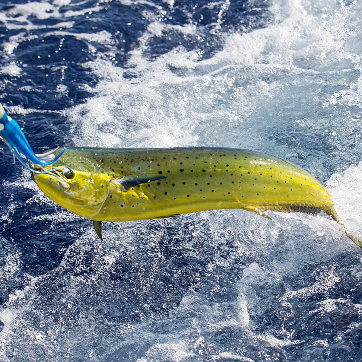Comment pêcher le poisson mahi mahi ? Guide complet – Myklon