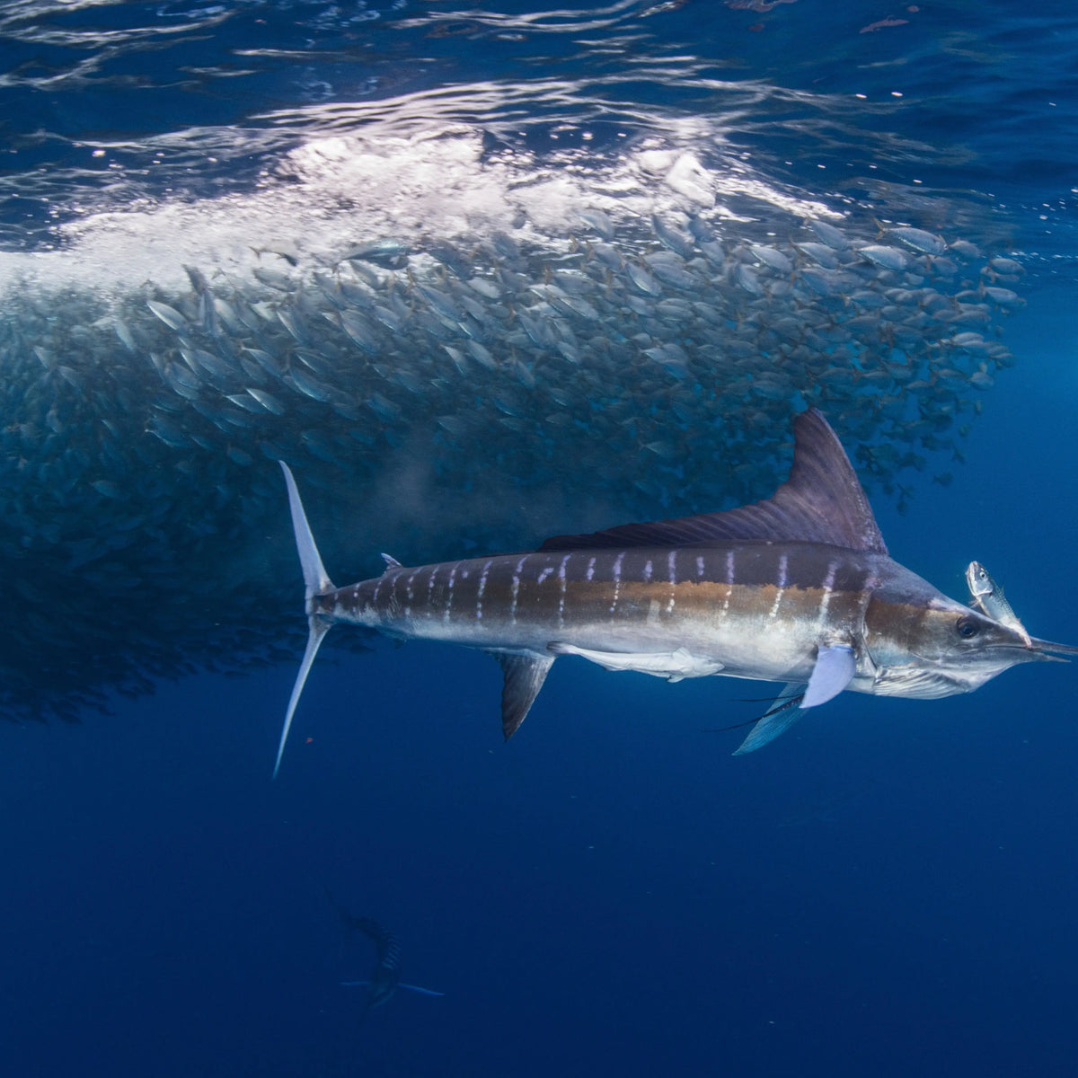 Marlin Bleu : Caractéristiques, Habitat et Pêche Sportive | Myklon