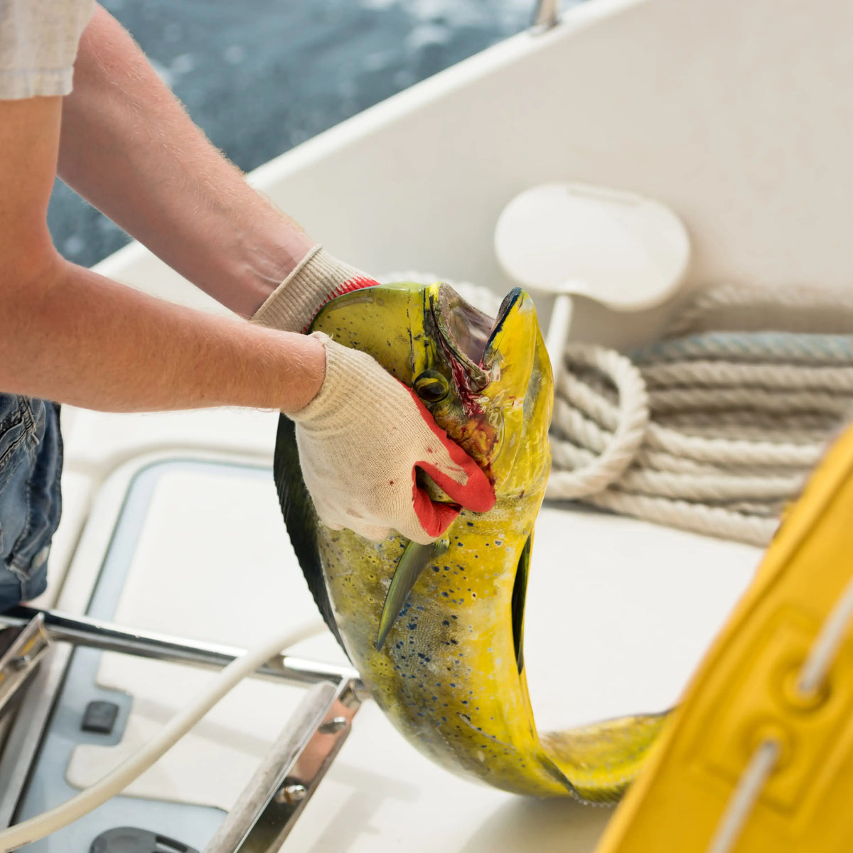 Comment pêcher la dorade coryphène (mahi-mahi) : matériel et techniques ...